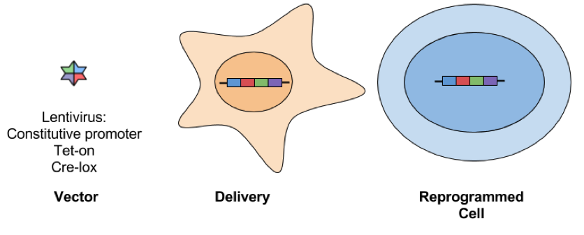 Delivery Methods For Generating Ipscs
